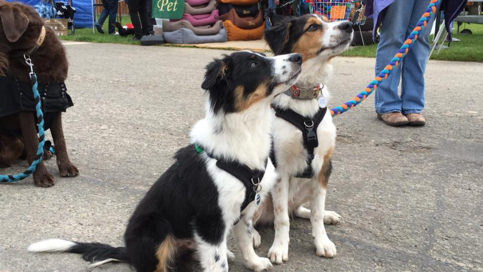 What to do when your dog hates their harness - Gemma Fisher